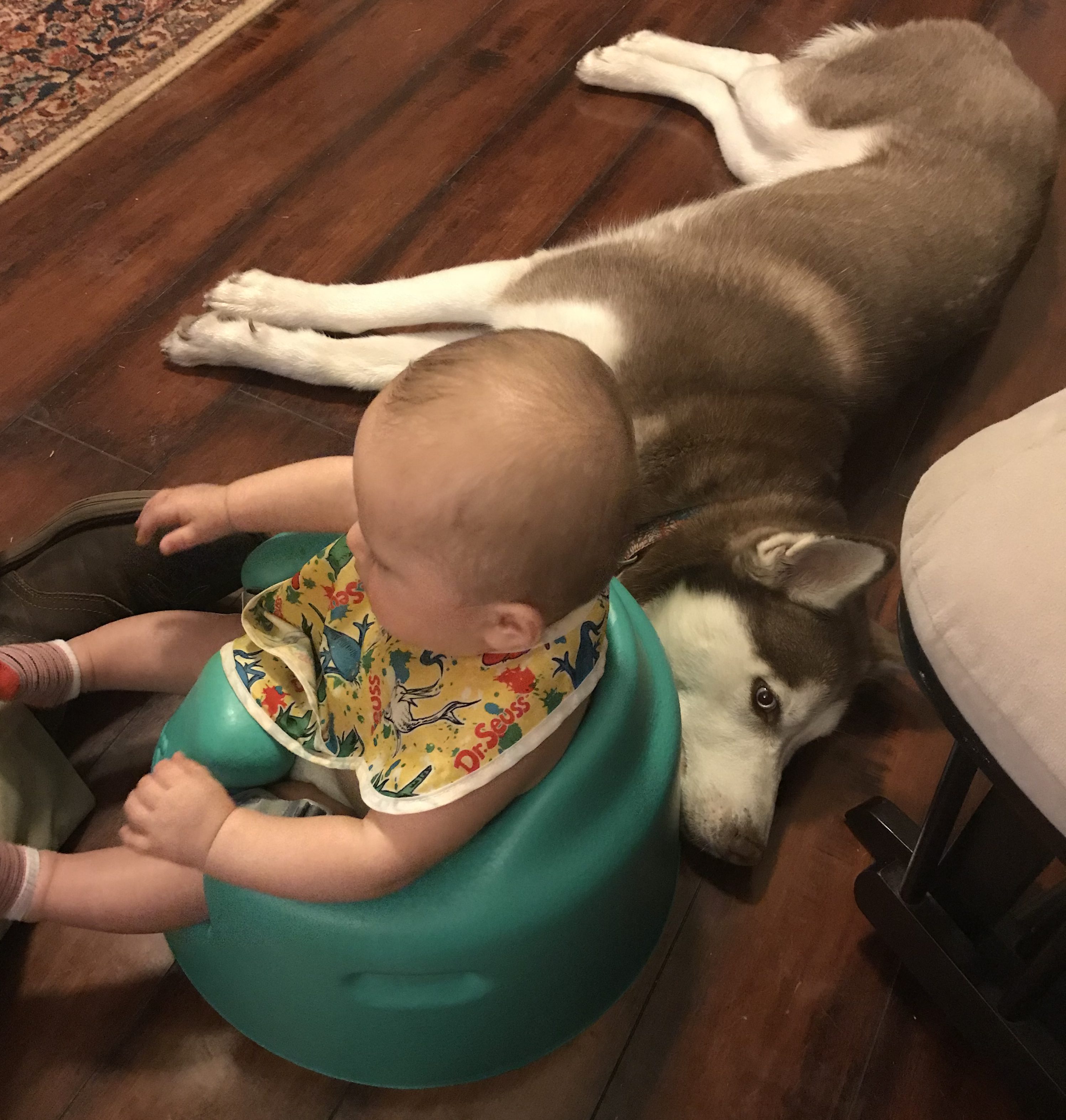 How To Prepare Your Dog For The New Baby - A Little Knick a Little Knack