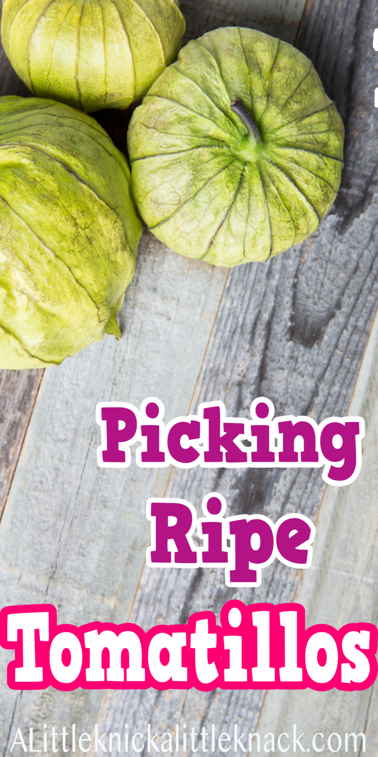 How To Pick Ripe Tomatillos - A Little Knick a Little Knack